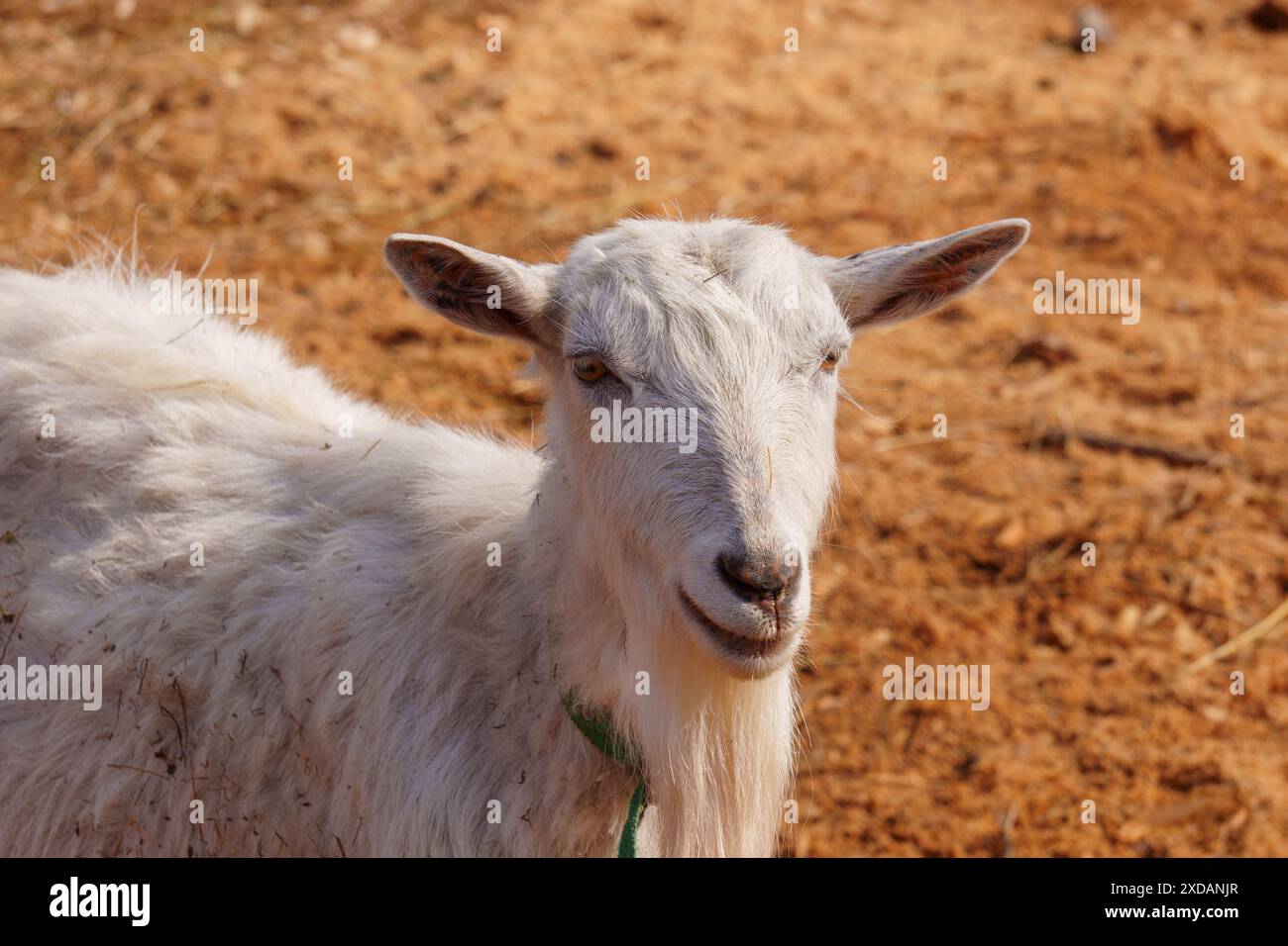 Goat close up stands gracefully on a tall pile of golden hay, surveying ...