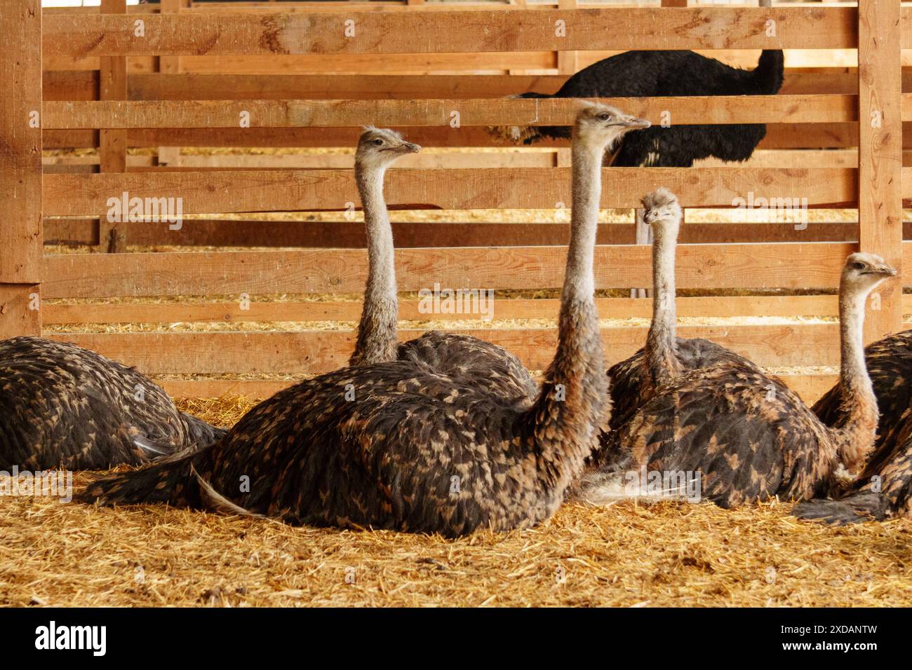 Ostrich stands tall and proud in a traditional barn setting, showcasing ...