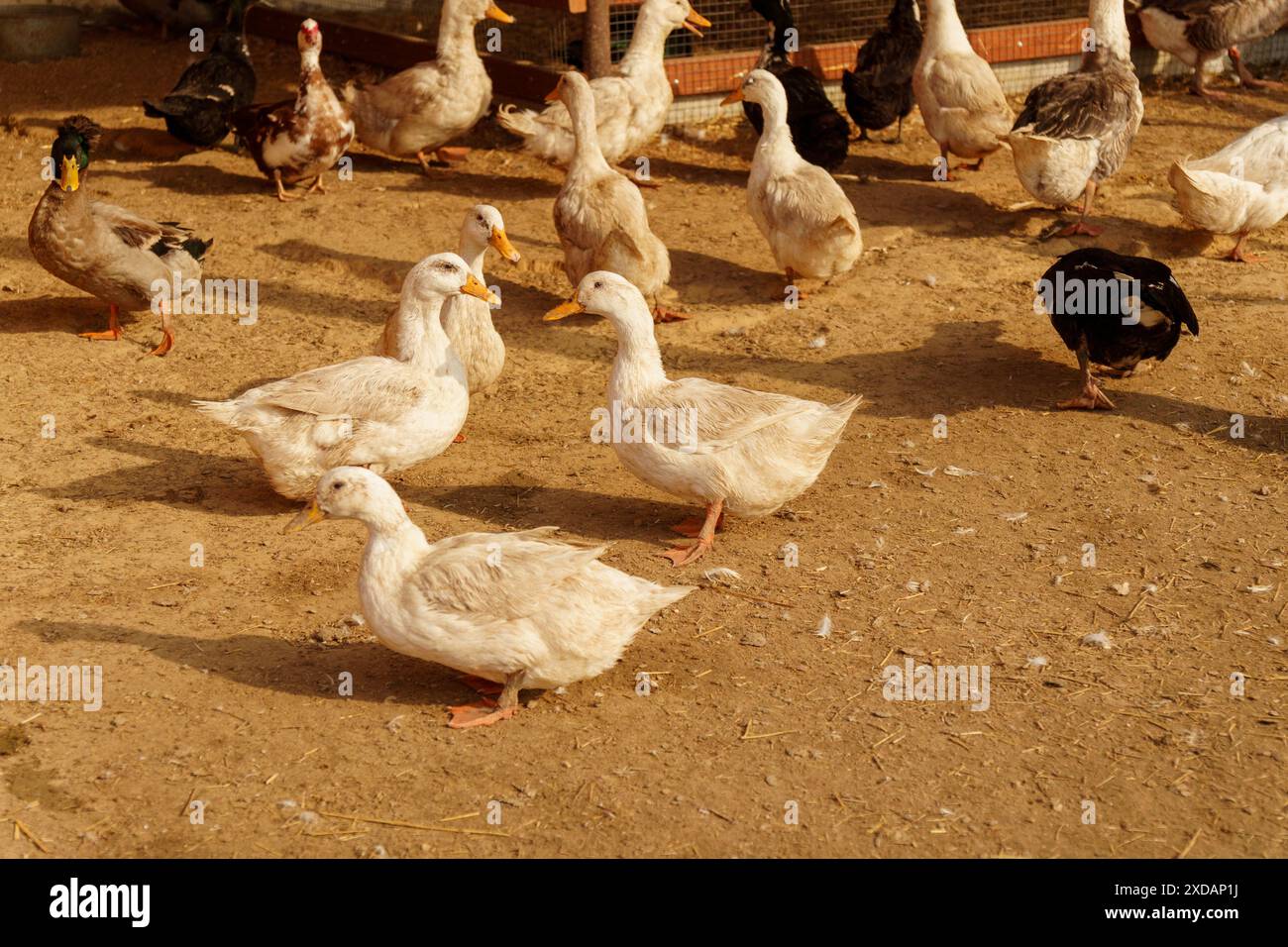 Group ducks stands on hi-res stock photography and images - Alamy
