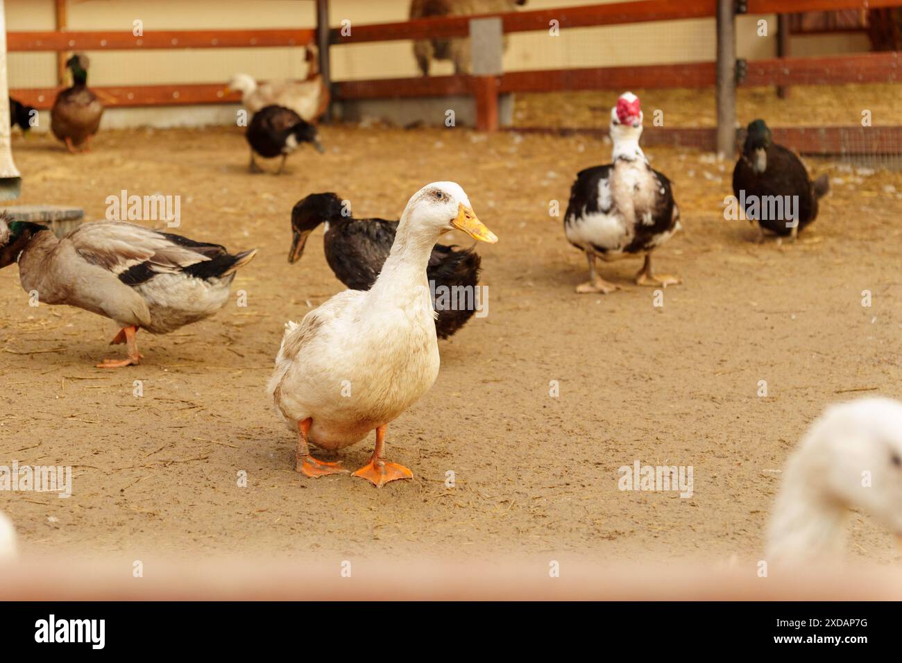 Ducks meander through a dusty field, explore the surroundings on farm ...