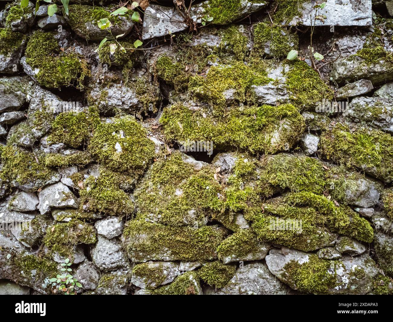 Moss Stone Texture