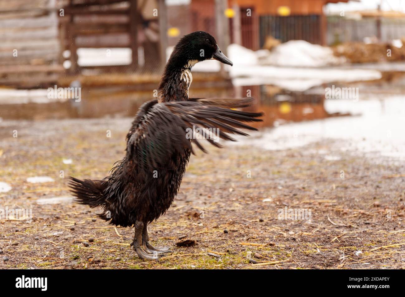 Duck meander through a dusty field, their webbed feet leaving tiny ...