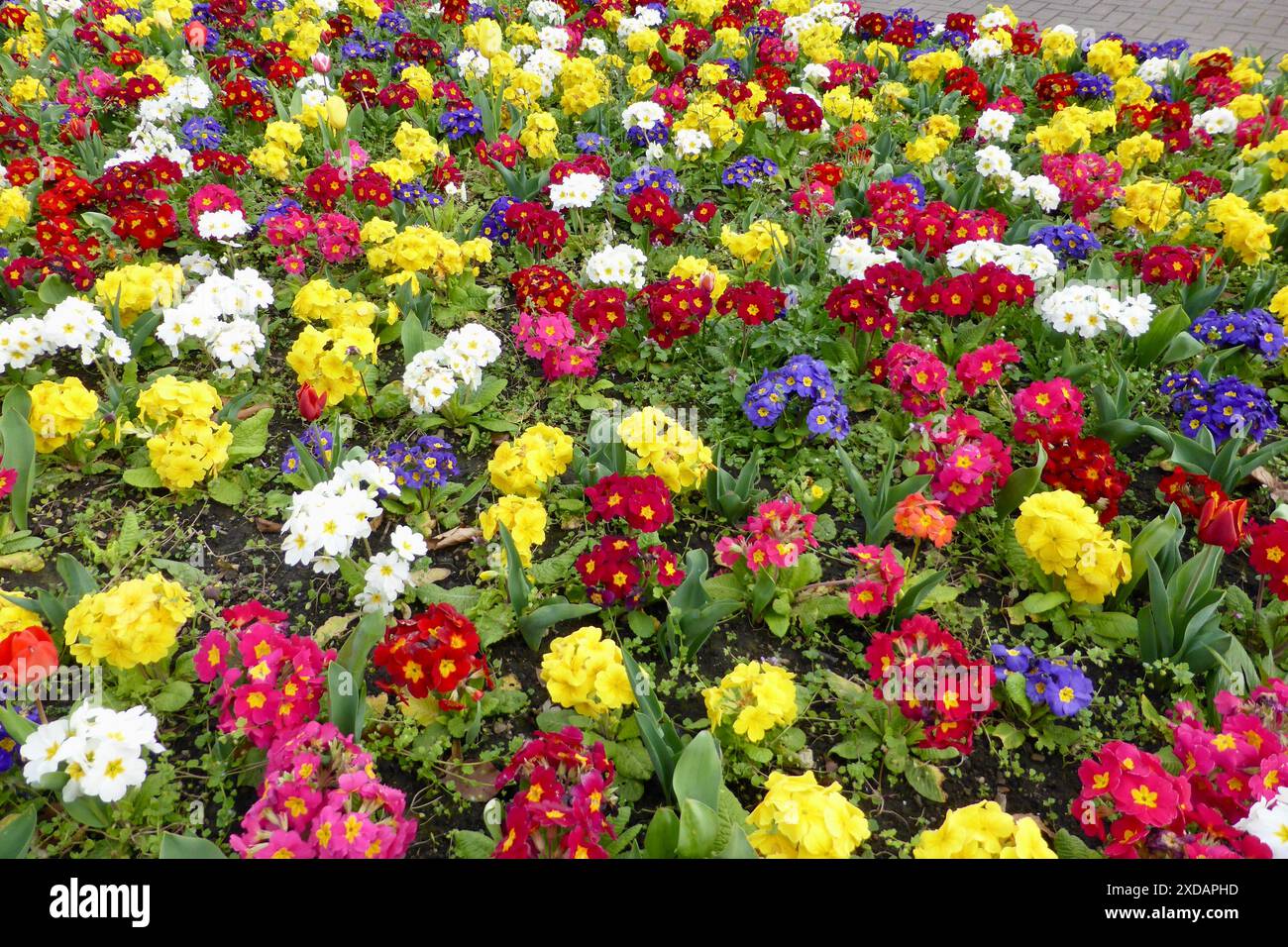 Bed of Multi Coloured Primula Flowers in Dublin, Ireland Stock Photo ...