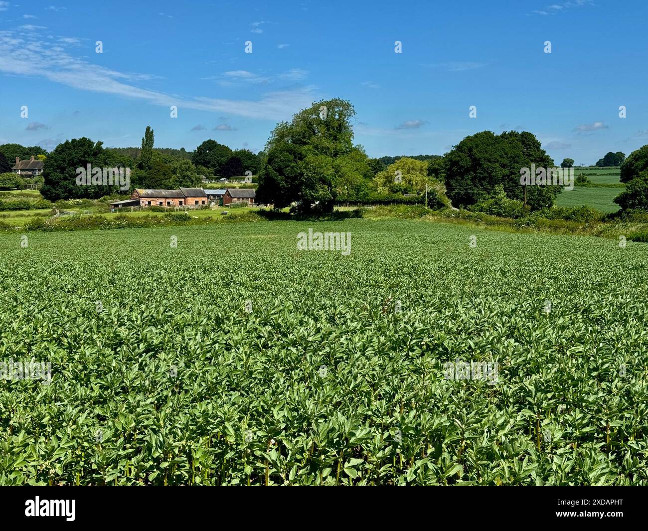 Rustic farm buildings behind a green field with trees Stock Photo - Alamy