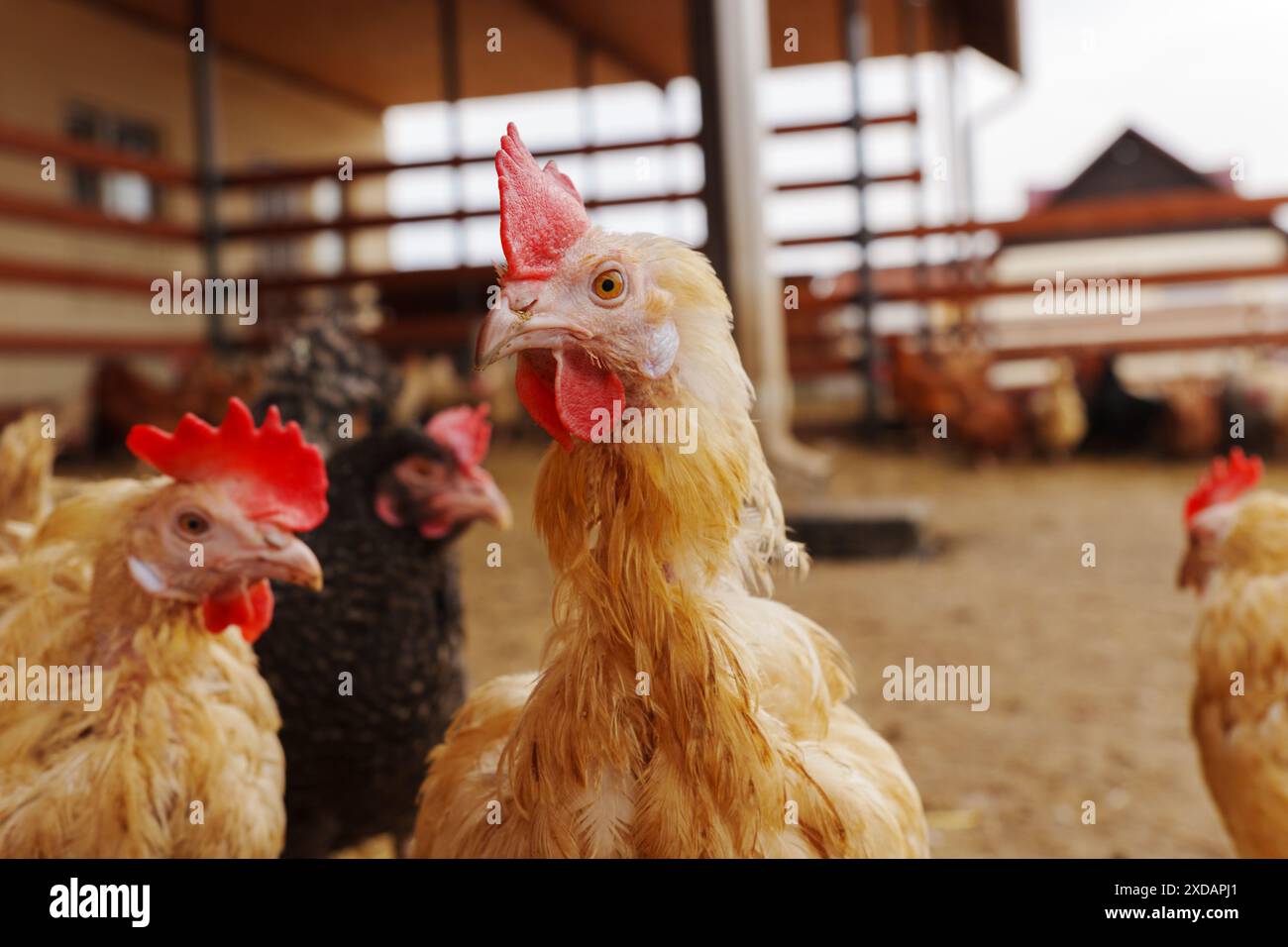 Chicken pecking dirt hi-res stock photography and images - Alamy