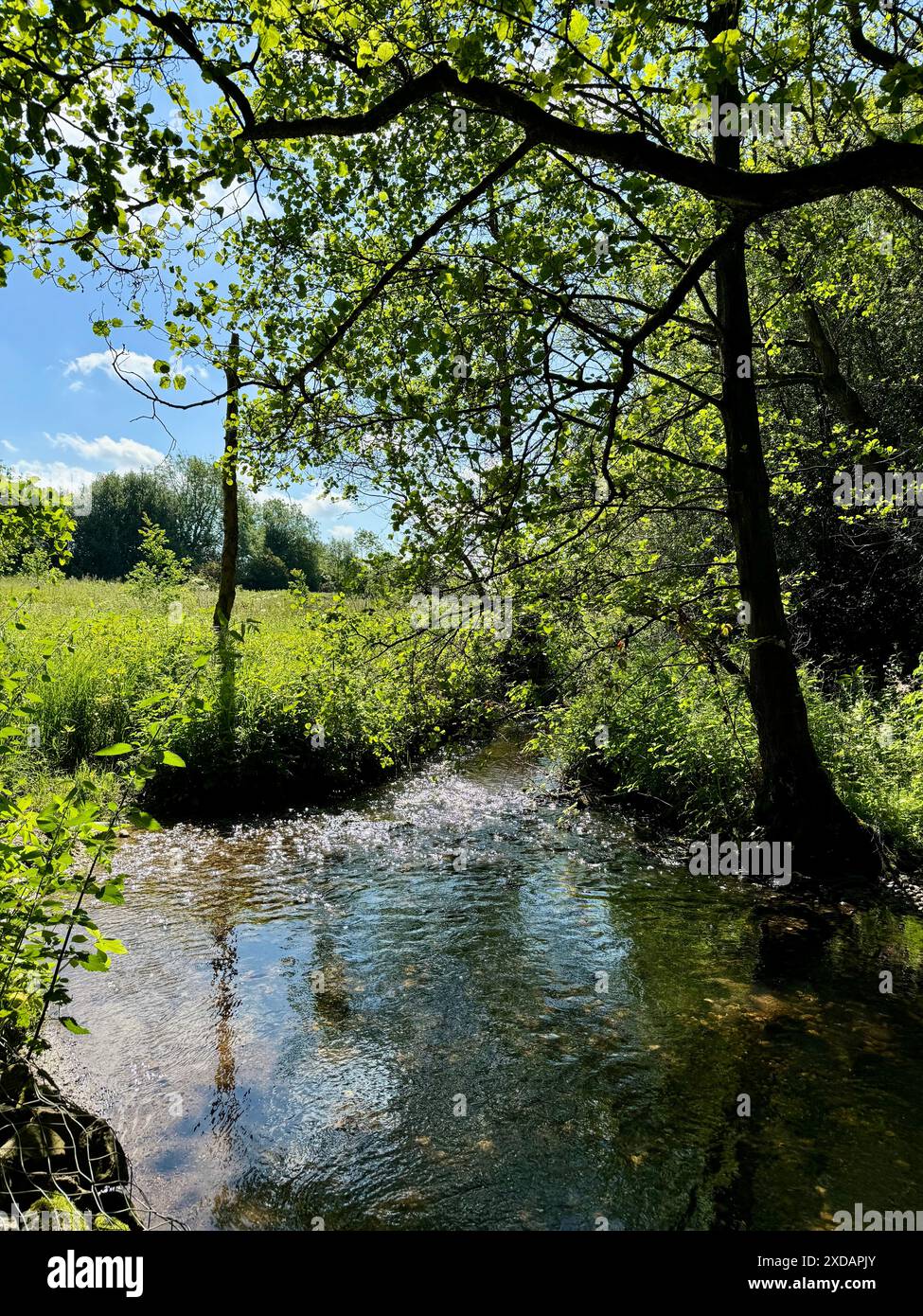 Stream with trees and grass hi-res stock photography and images - Alamy