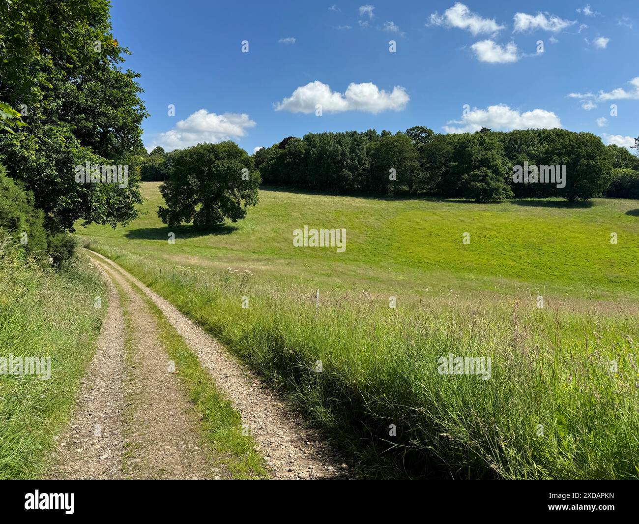 A farm track through a field with trees under a blue sky in rural ...