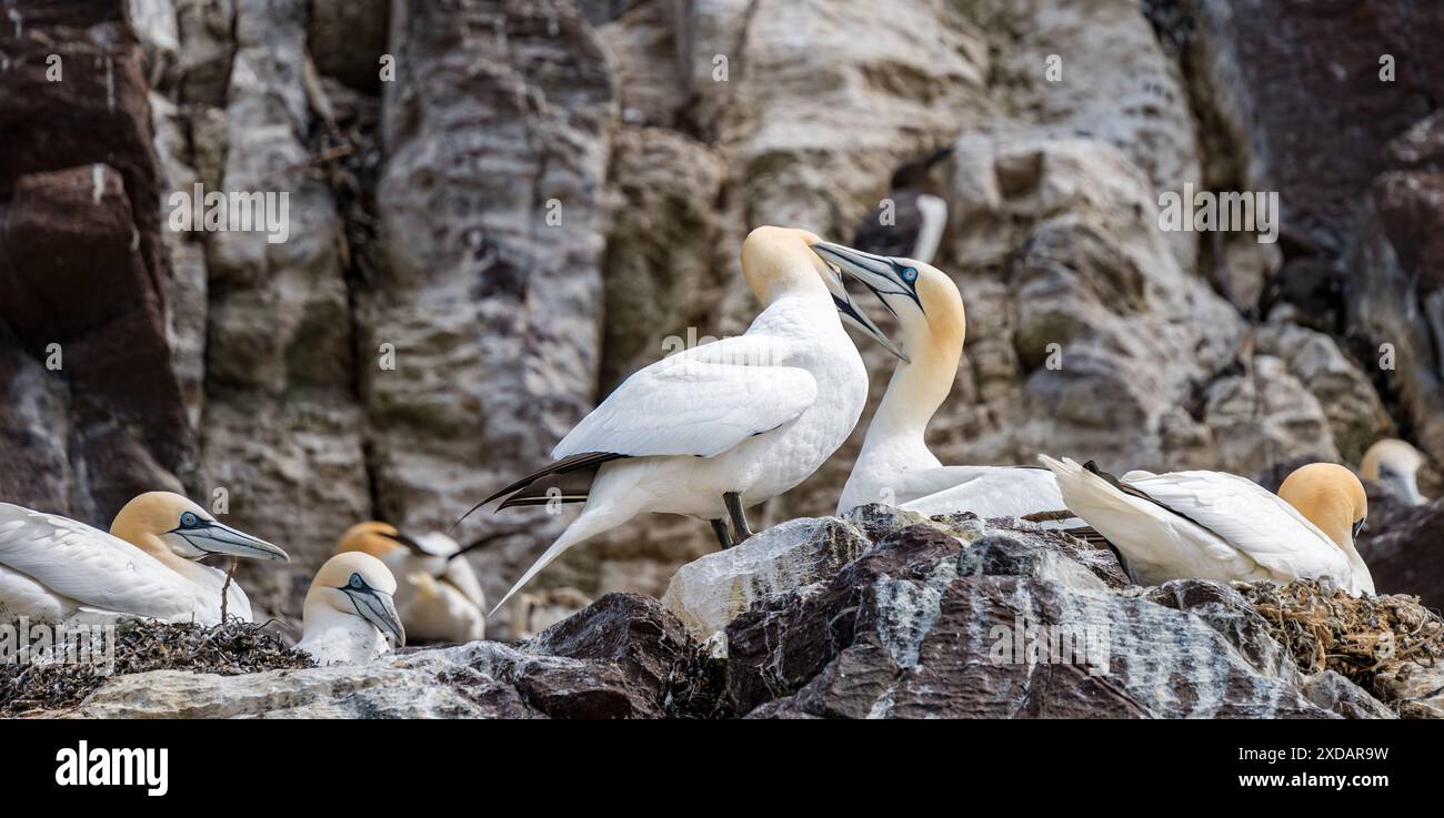 A Northern gannet pair (Morus bassanus) on cliff ledge, Bass Rock ...