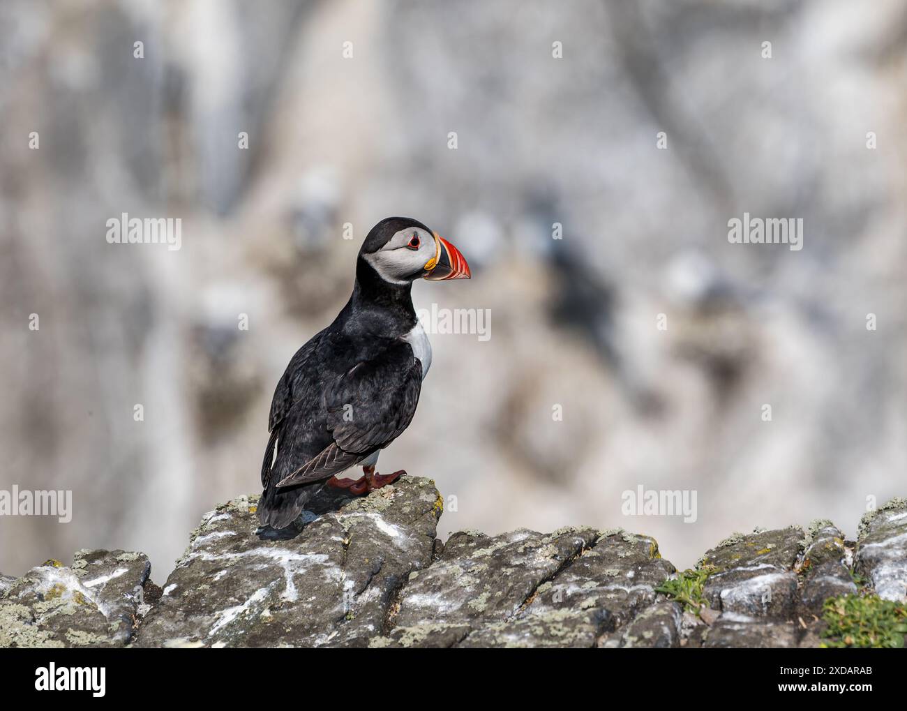 A puffin (Fratercula arctica) on a cliff ledge, Ilse of May, Scotland ...
