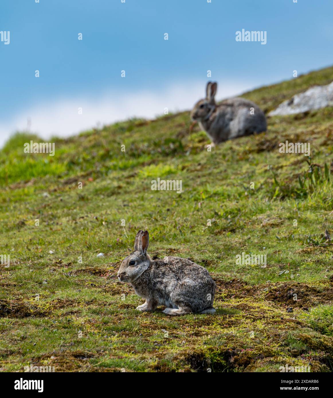 Two rabbits on the Isle of May, Scotland, UK Stock Photo - Alamy