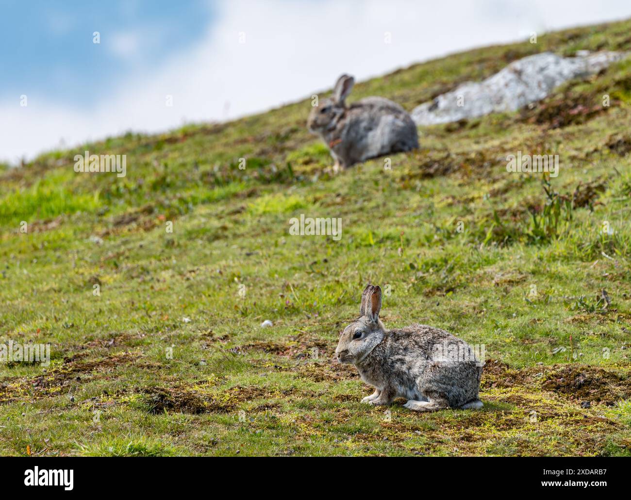 Two rabbits on the Isle of May, Scotland, UK Stock Photo - Alamy