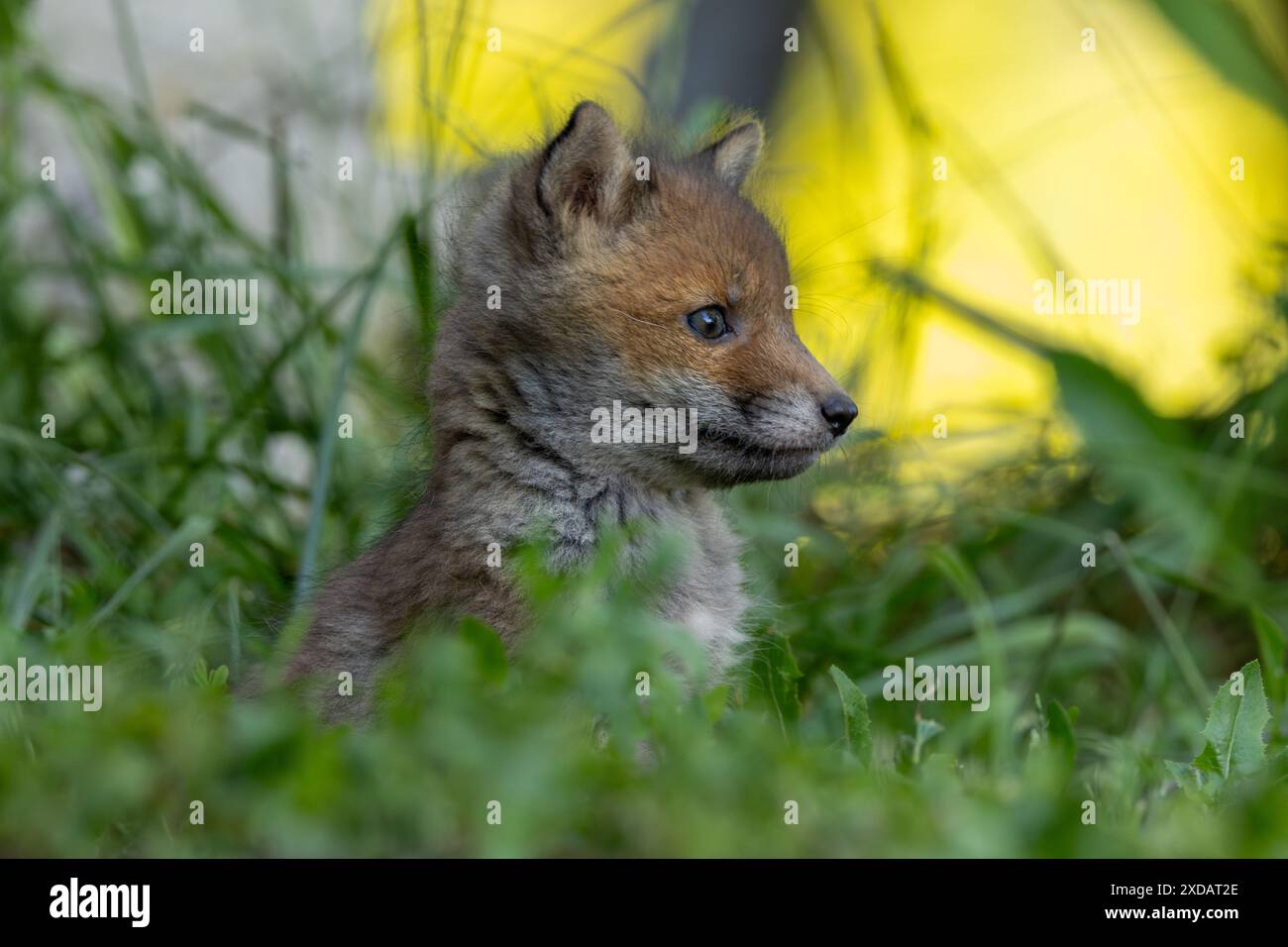 The beauty of the red fox cubs in Italy Stock Photo - Alamy