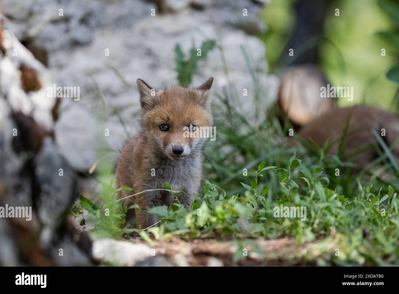 The beauty of the red fox cubs in Italy Stock Photo - Alamy