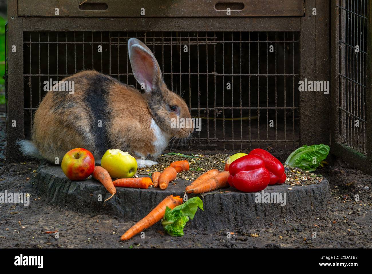 Flemish giant rabbit hi-res stock photography and images - Alamy