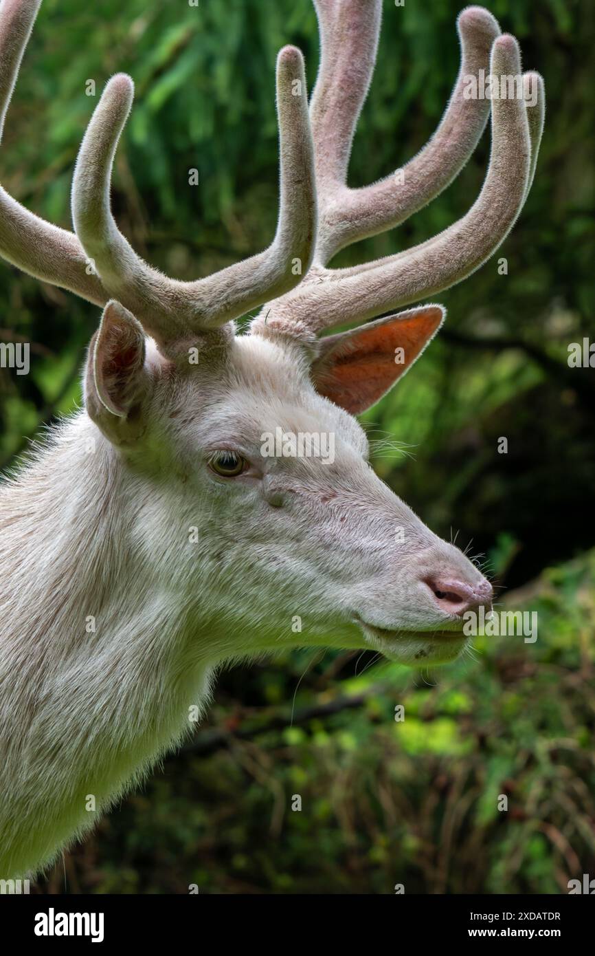 Leucistic red deer (Cervus elaphus) stag, white morph at forest edge ...