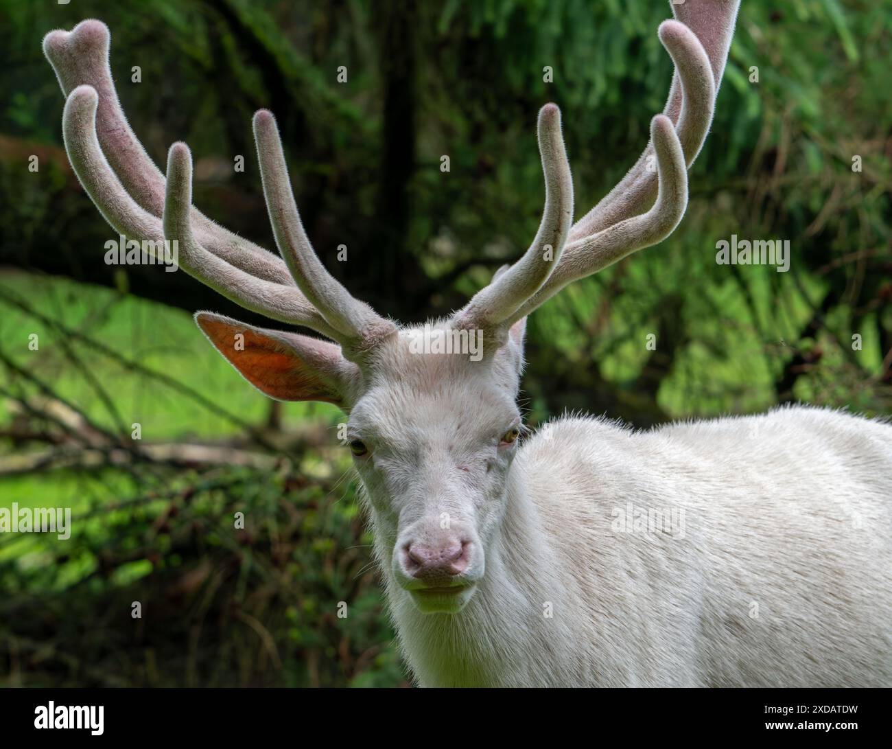 Leucistic colour morph hi-res stock photography and images - Alamy