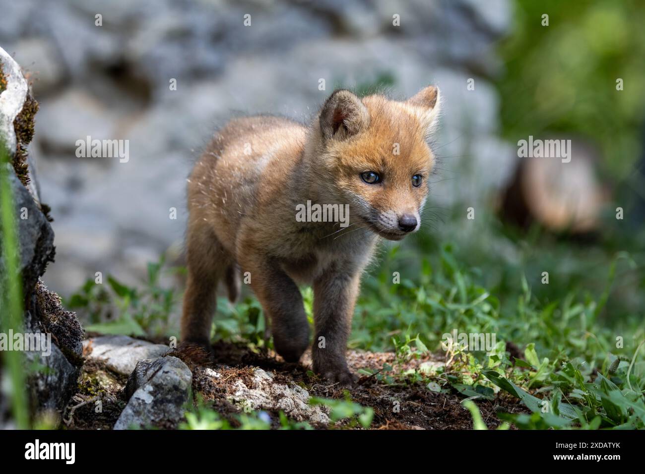 The beauty of the red fox cubs in Italy Stock Photo - Alamy