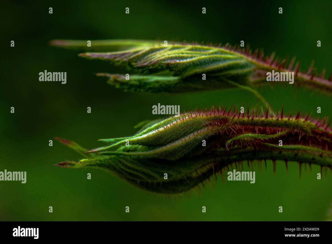 A macro photo reveals the sharp, intricate details of thorns in nature ...