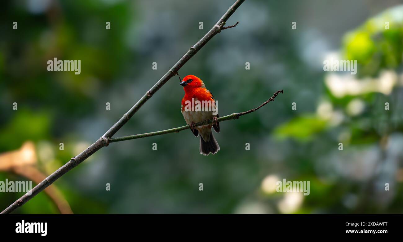 F madagascariensis hi-res stock photography and images - Alamy