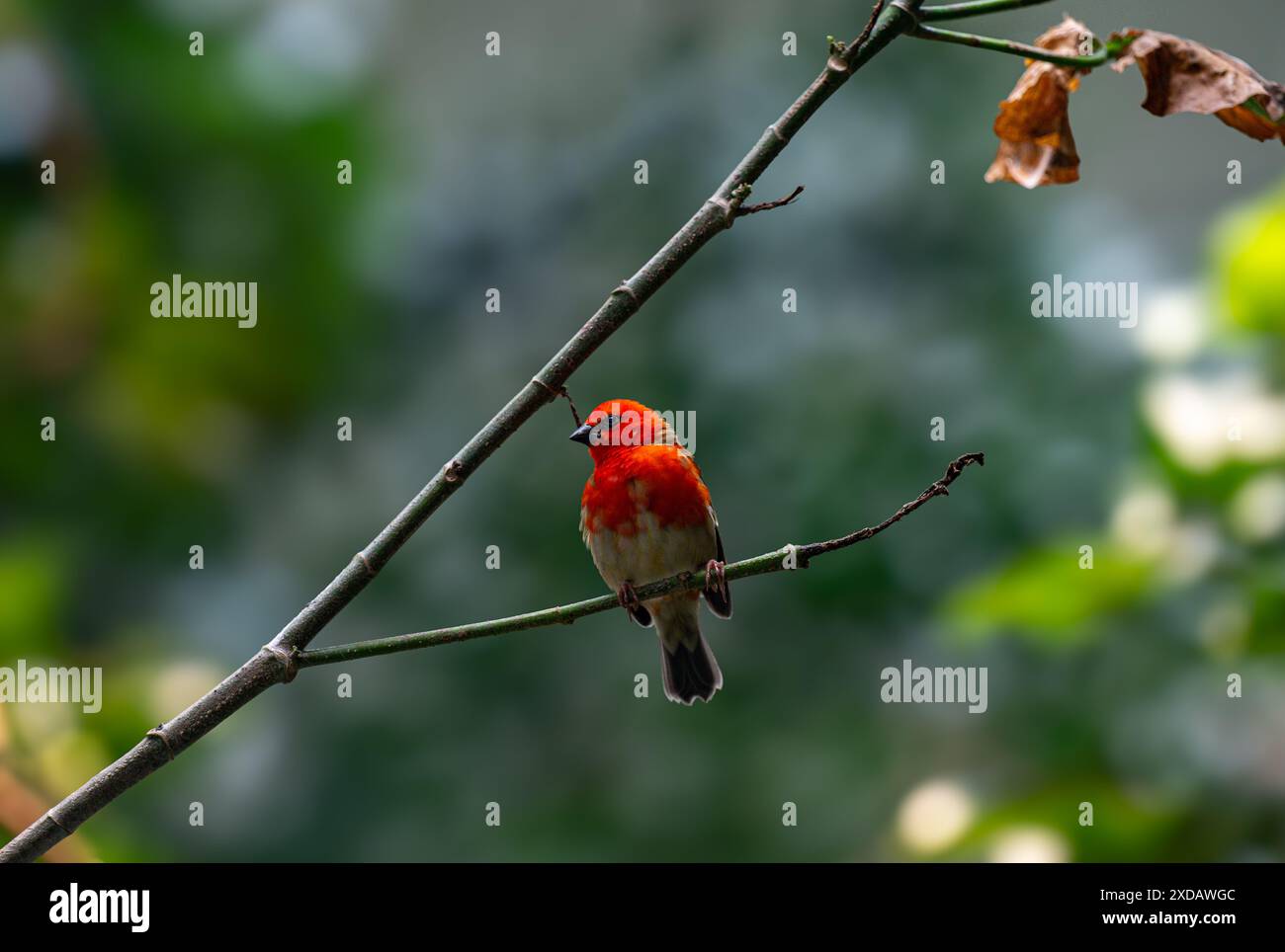 Red fody (Foudia madagascariensis) perched on a branch Stock Photo - Alamy