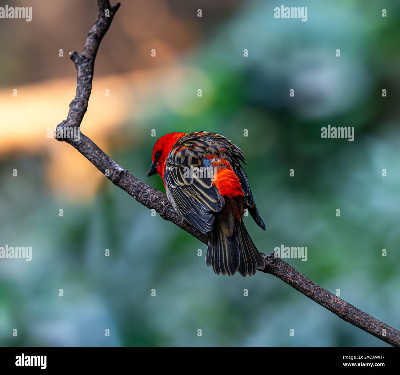 Red fody (Foudia madagascariensis) perched on a branch Stock Photo - Alamy