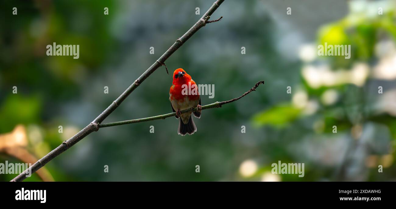 F madagascariensis hi-res stock photography and images - Alamy