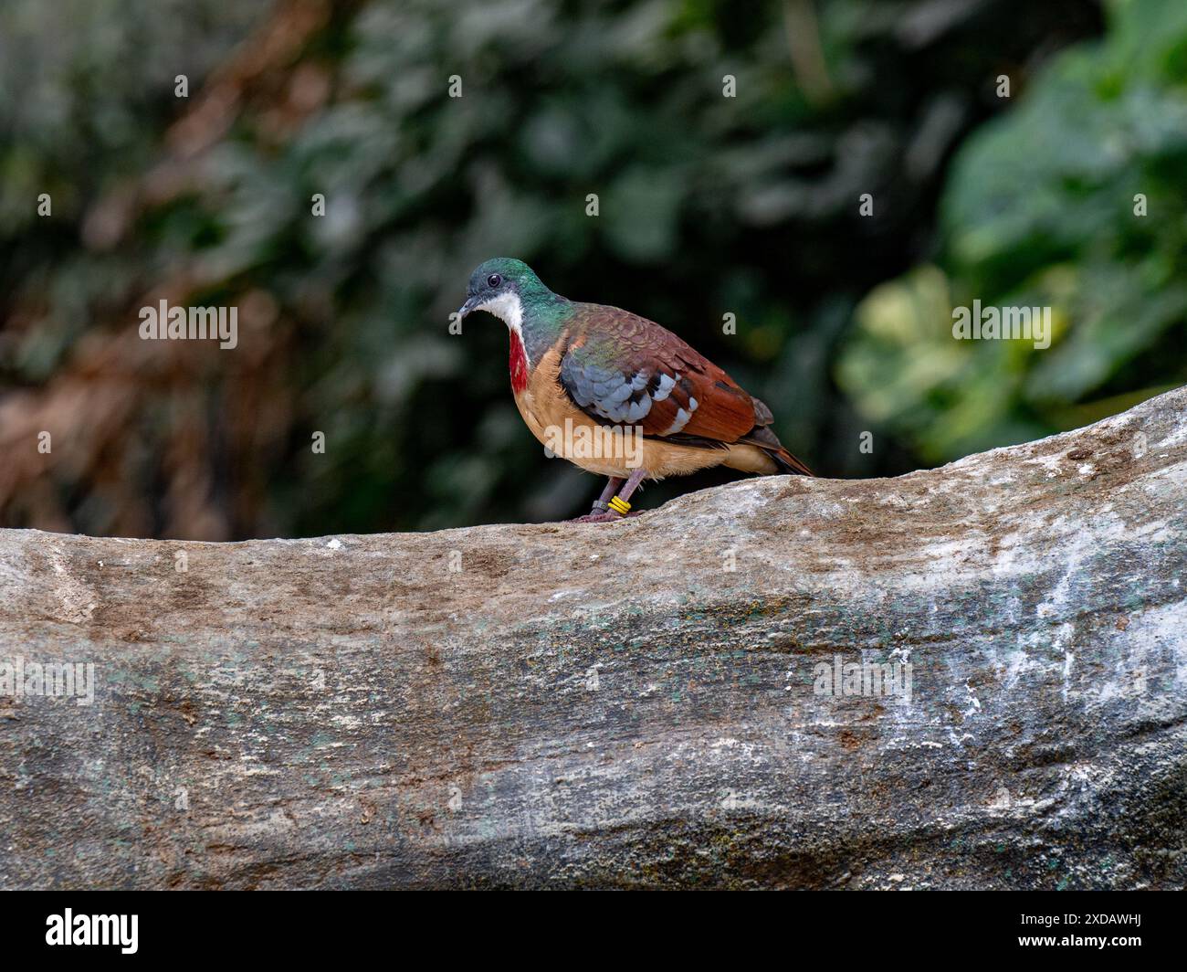 Mindanao bleeding heart dove hi-res stock photography and images - Alamy