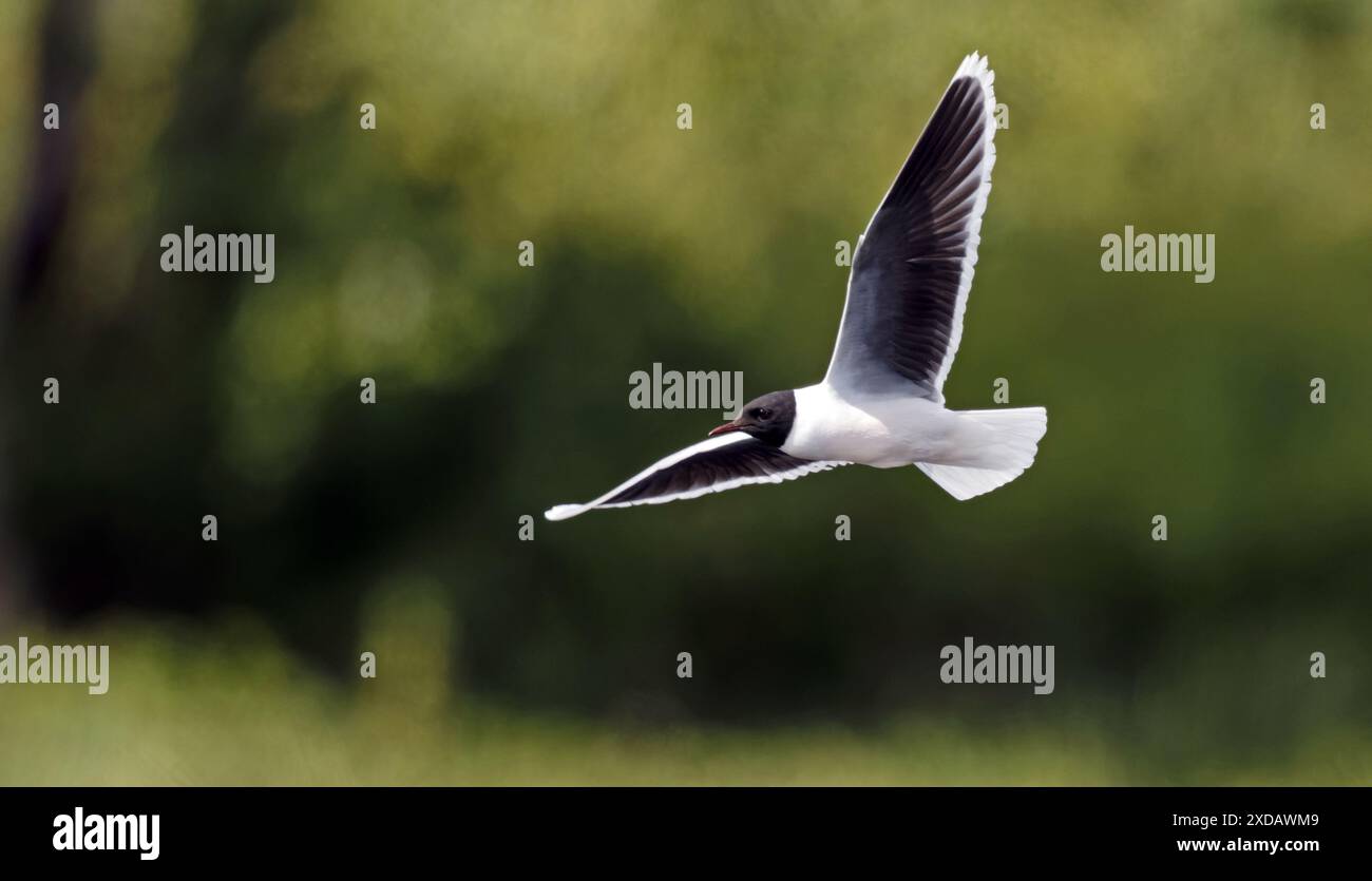 Little gulls hi-res stock photography and images - Alamy