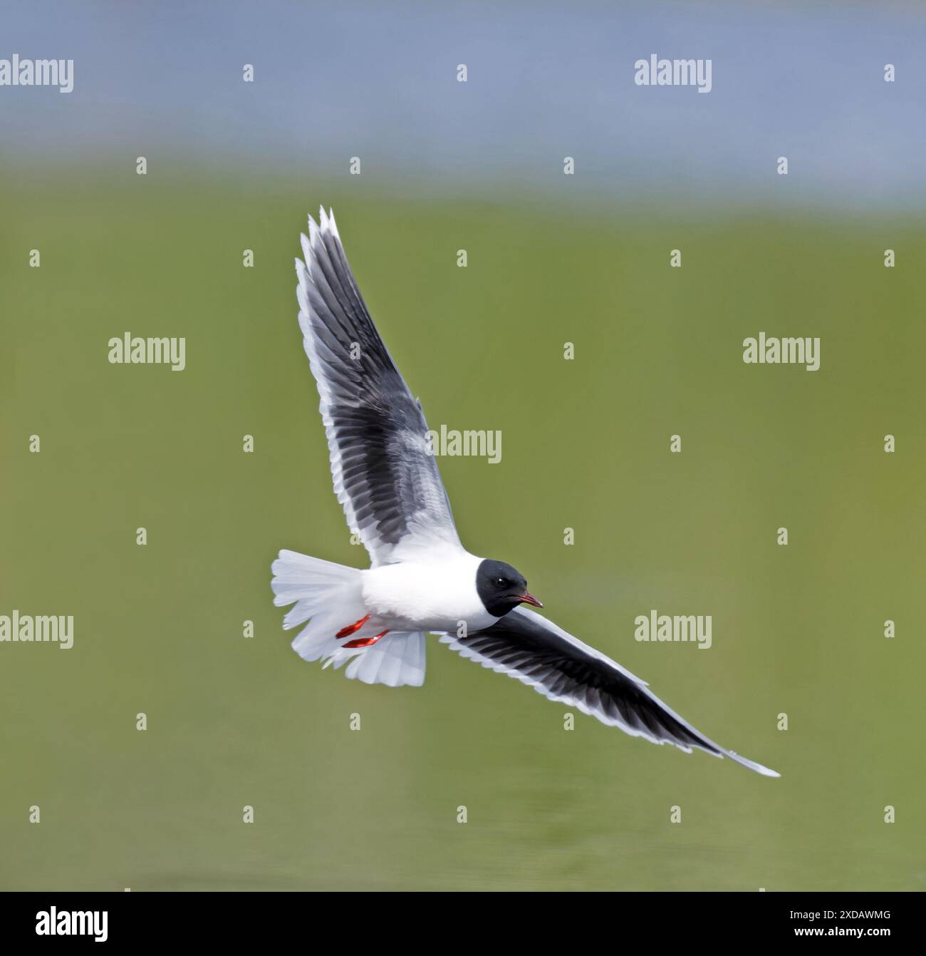 Little gull in flight Stock Photo - Alamy
