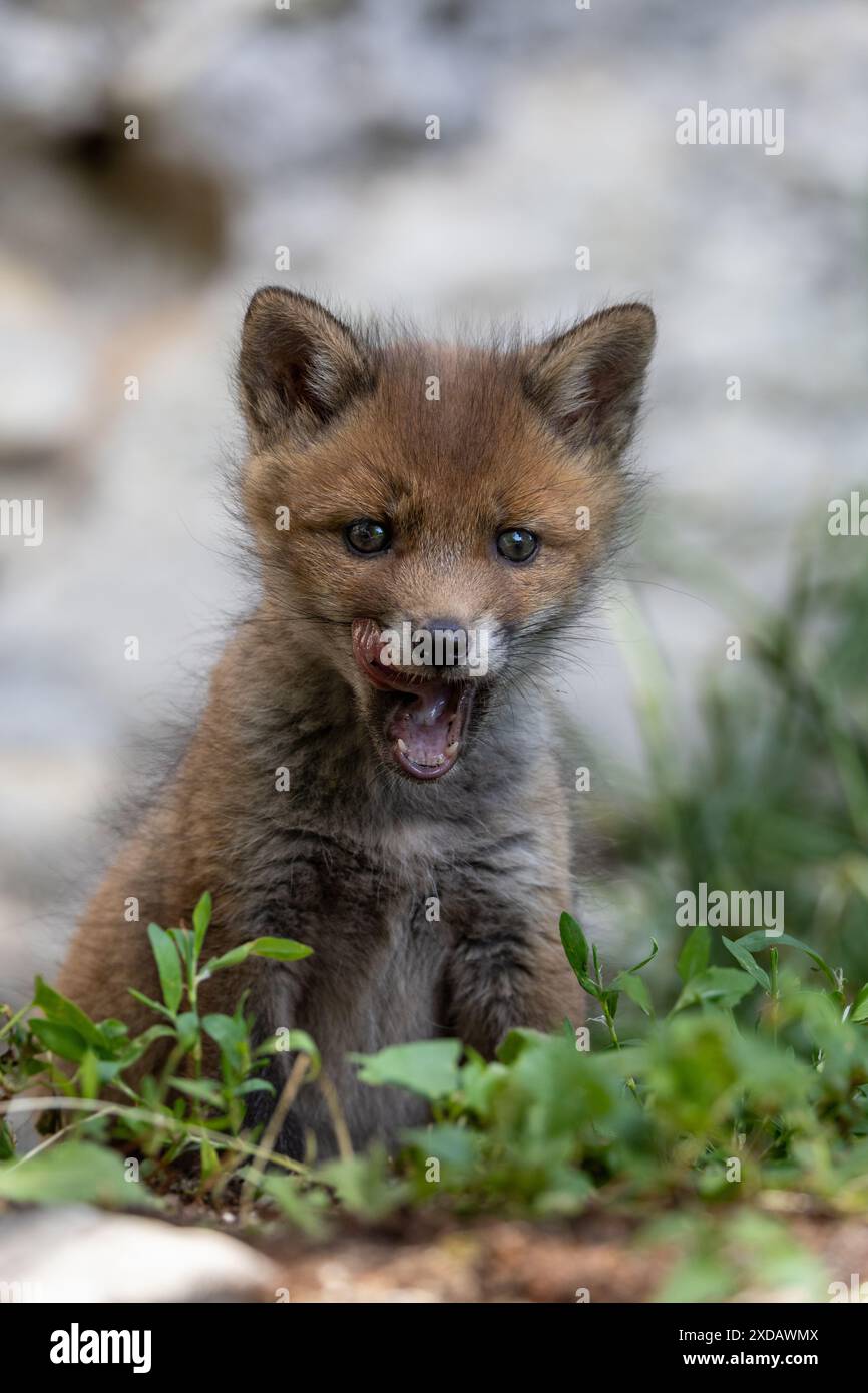 The beauty of the red fox cubs in Italy Stock Photo - Alamy
