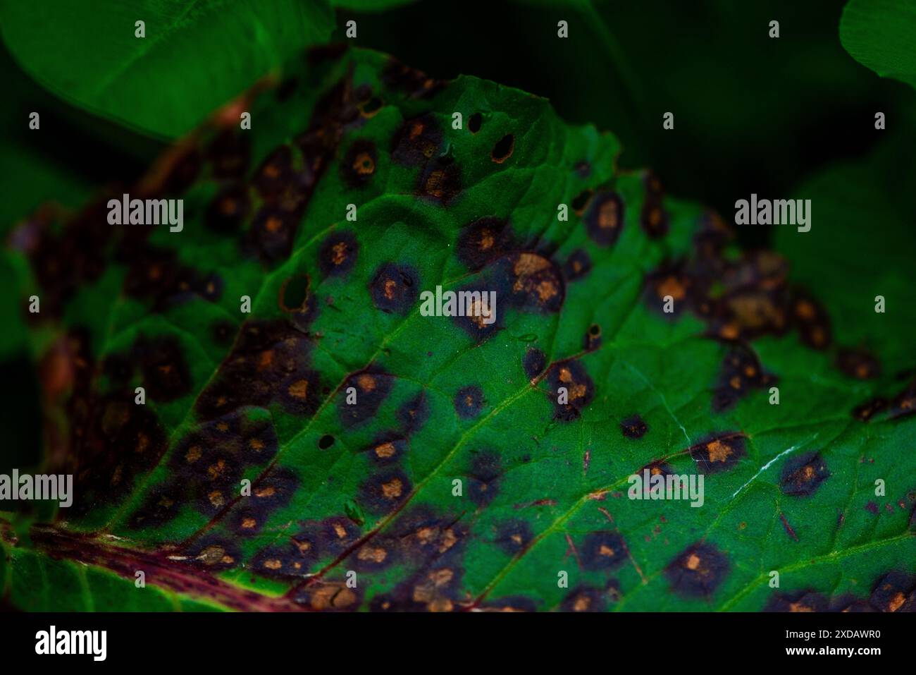 A macro photo reveals the detailed effects of an illness on a leaf ...