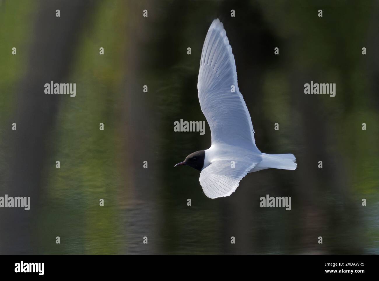 Little gull in flight Stock Photo - Alamy