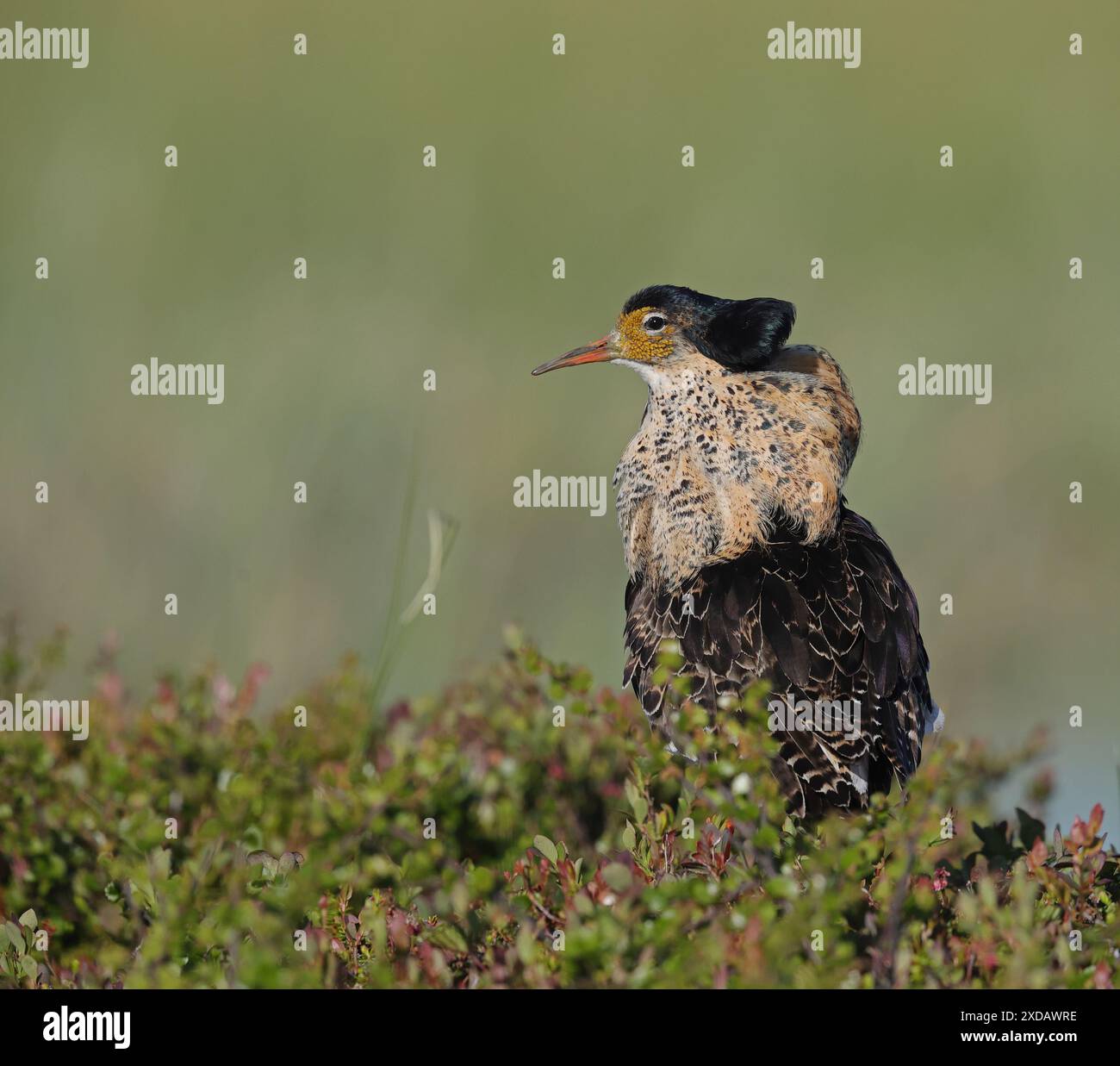 Rare plumage hi-res stock photography and images - Alamy