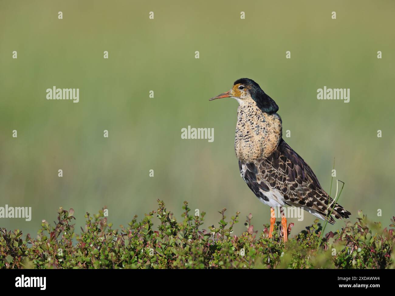 Rare plumage hi-res stock photography and images - Alamy