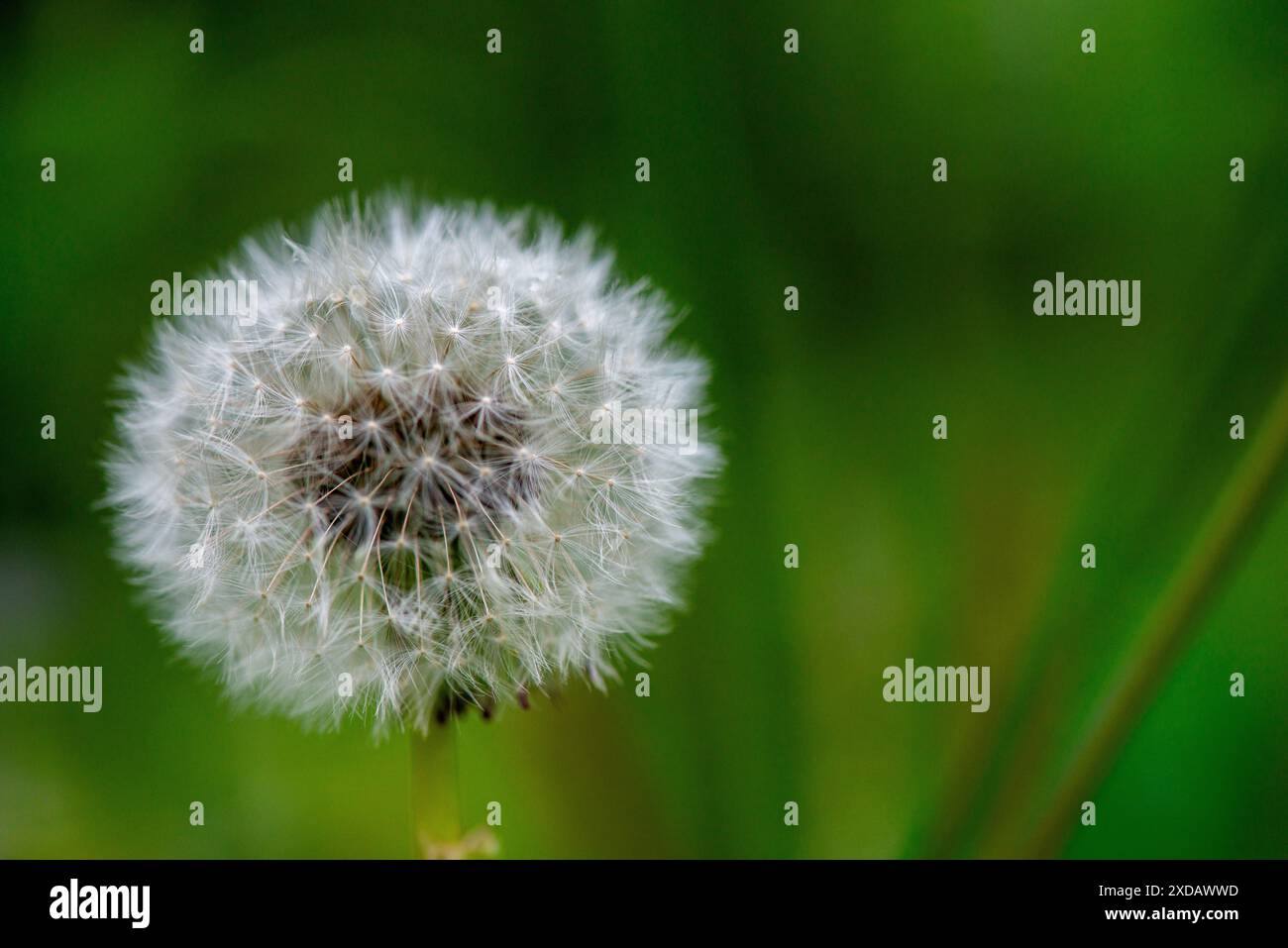 A macro photo captures the delicate, intricate details of a dandelion ...