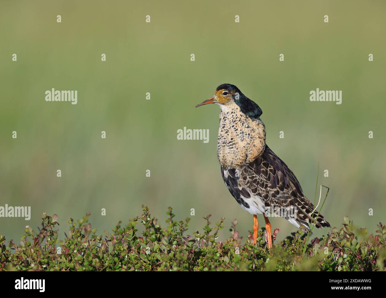 Ruff in breeding plumage hi-res stock photography and images - Alamy