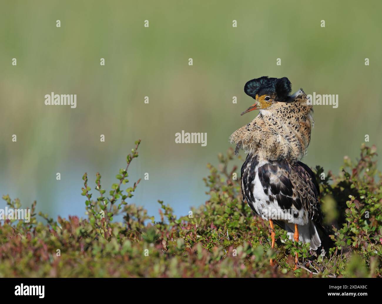 Ruff in breeding plumage hi-res stock photography and images - Alamy