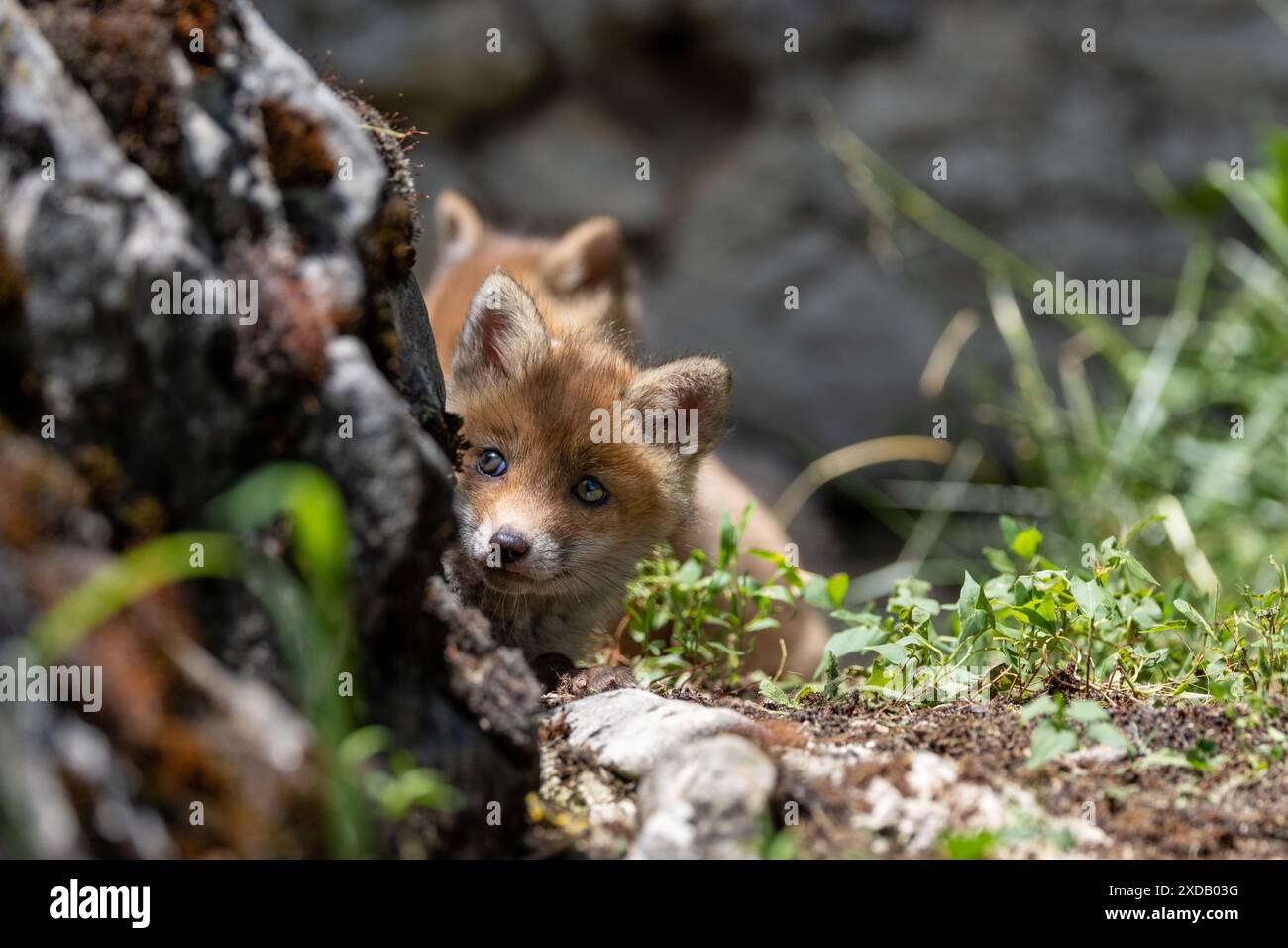 The beauty of the red fox cubs in Italy Stock Photo - Alamy