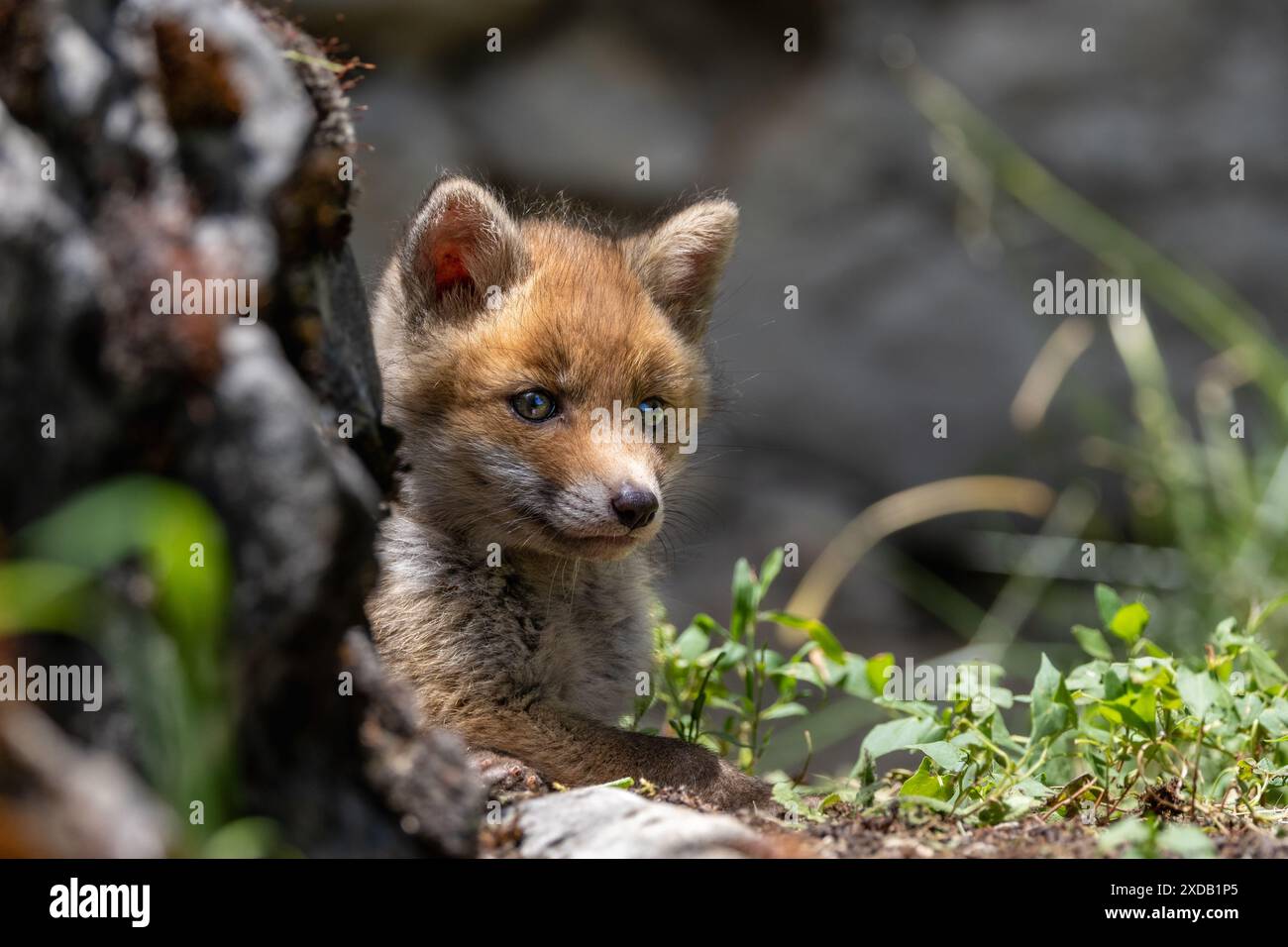 The beauty of the red fox cubs in Italy Stock Photo - Alamy