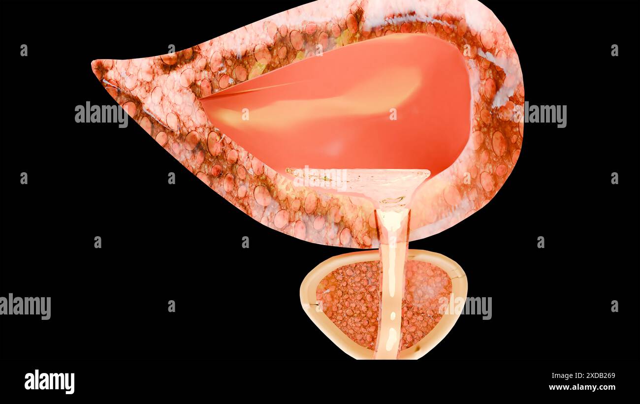 urinary or excretory system, detailed male bladder and prostate gland ...