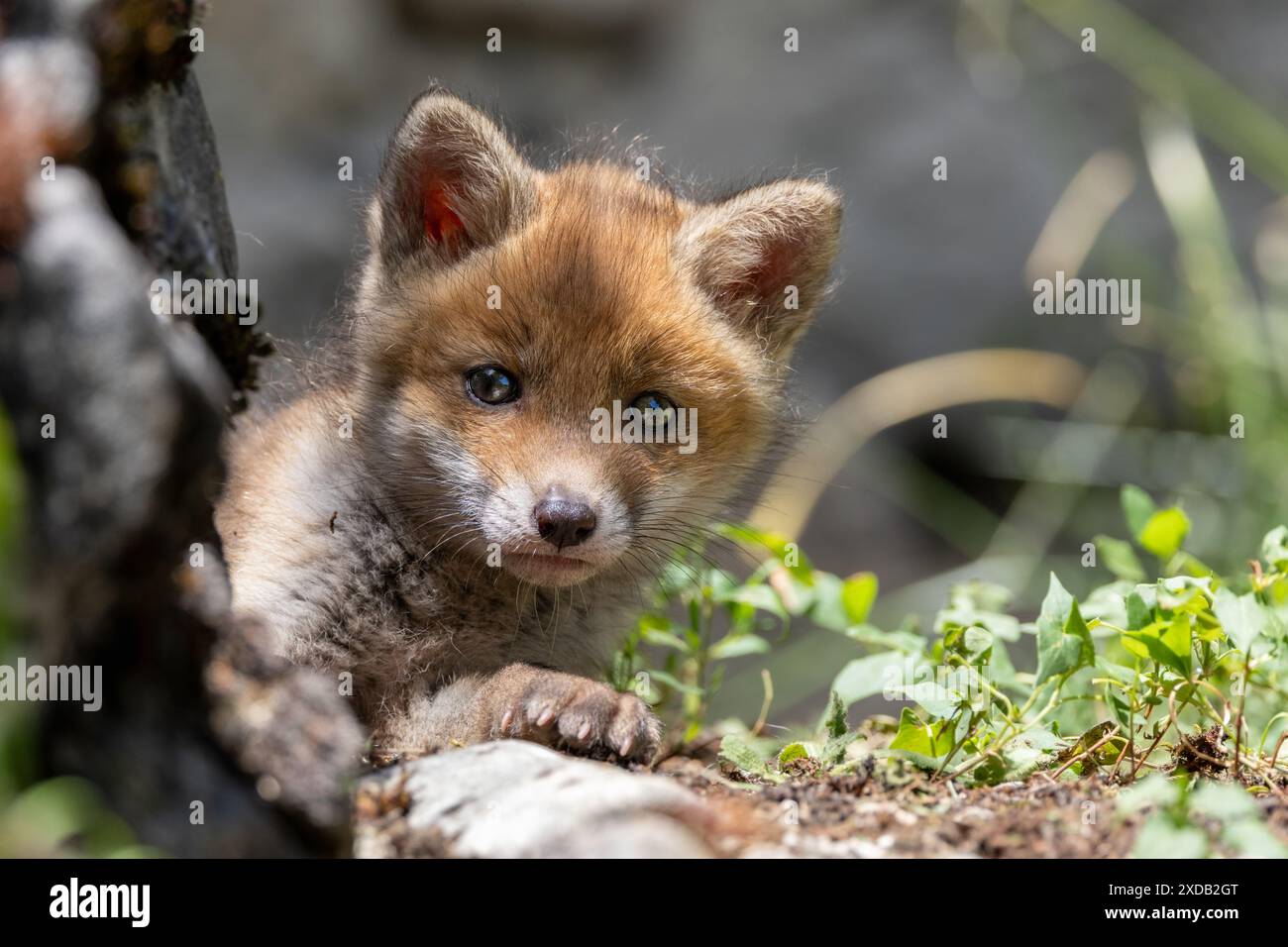 The beauty of the red fox cubs in Italy Stock Photo - Alamy