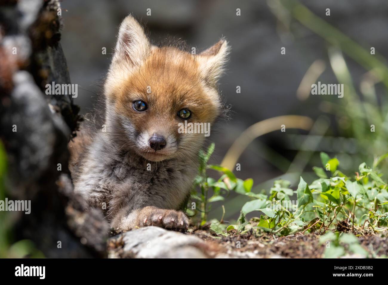 The beauty of the red fox cubs in Italy Stock Photo - Alamy