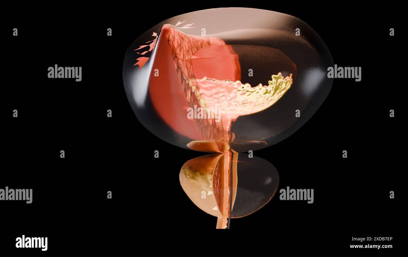 urinary or excretory system, detailed male bladder and prostate gland ...