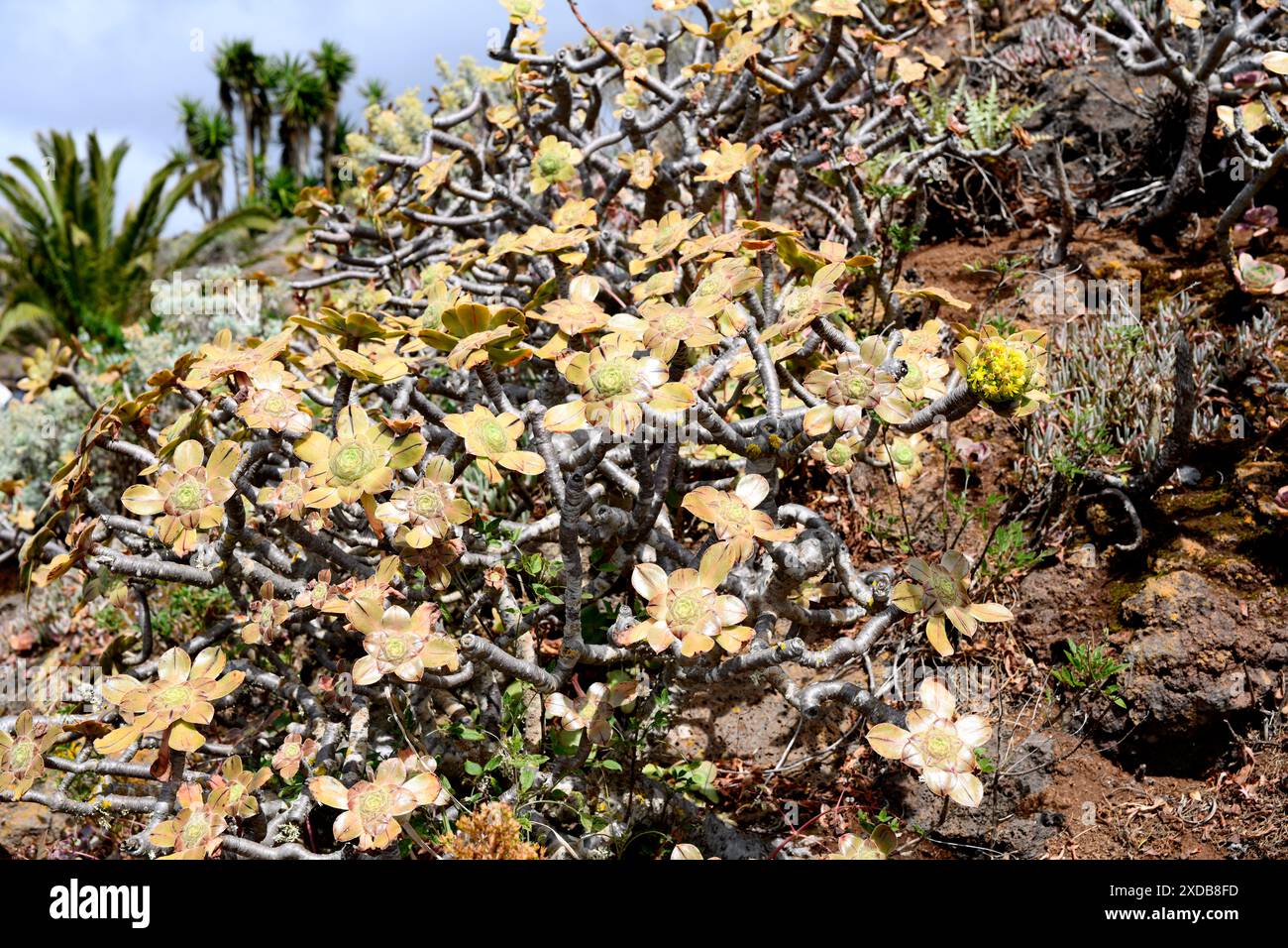 Bejeque arboreo (Aeonium arboreum holochrysum or Aeonium rubrolineatum ...