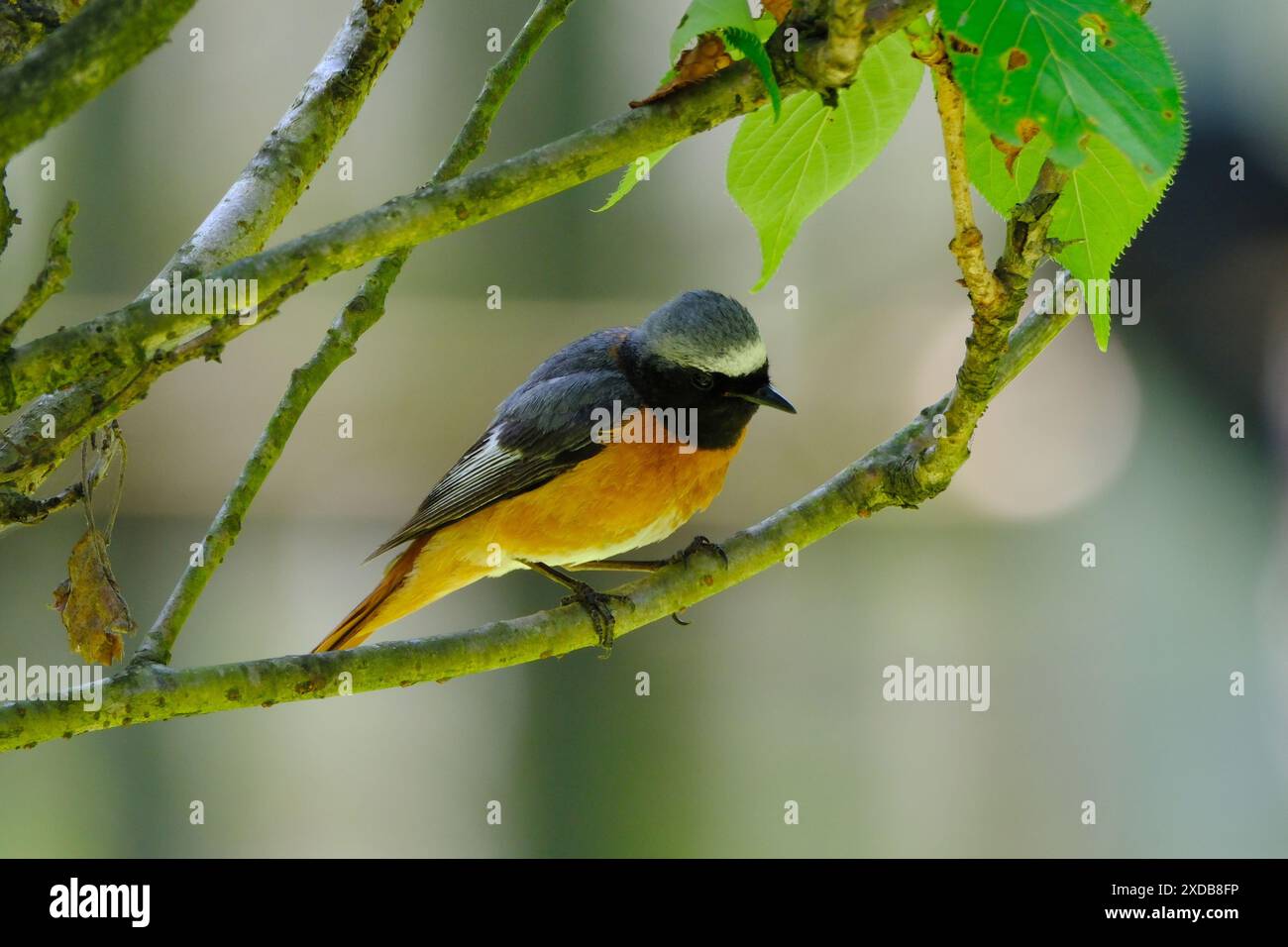 Bird sitting on a branch. Redstart bird (Phoenicurus phoenicurus Stock ...