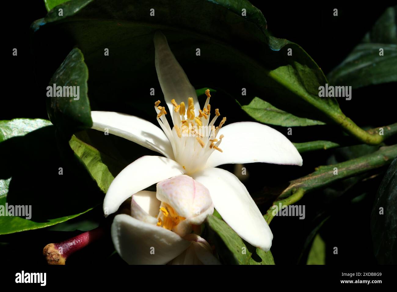 Close up citrus flower hi-res stock photography and images - Alamy