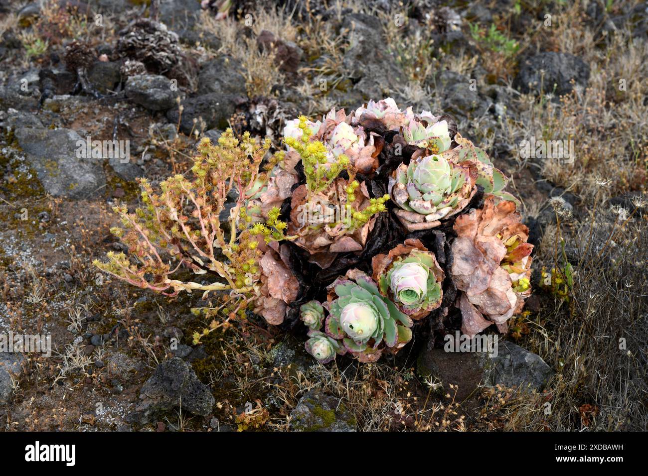 Bea dorada (Greenovia aurea or Aeonium aureum) is a perennial plant ...