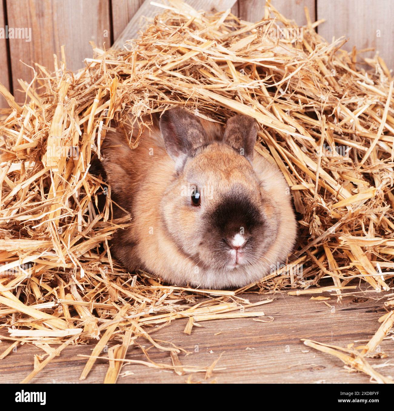 Straw rabbits hi-res stock photography and images - Alamy