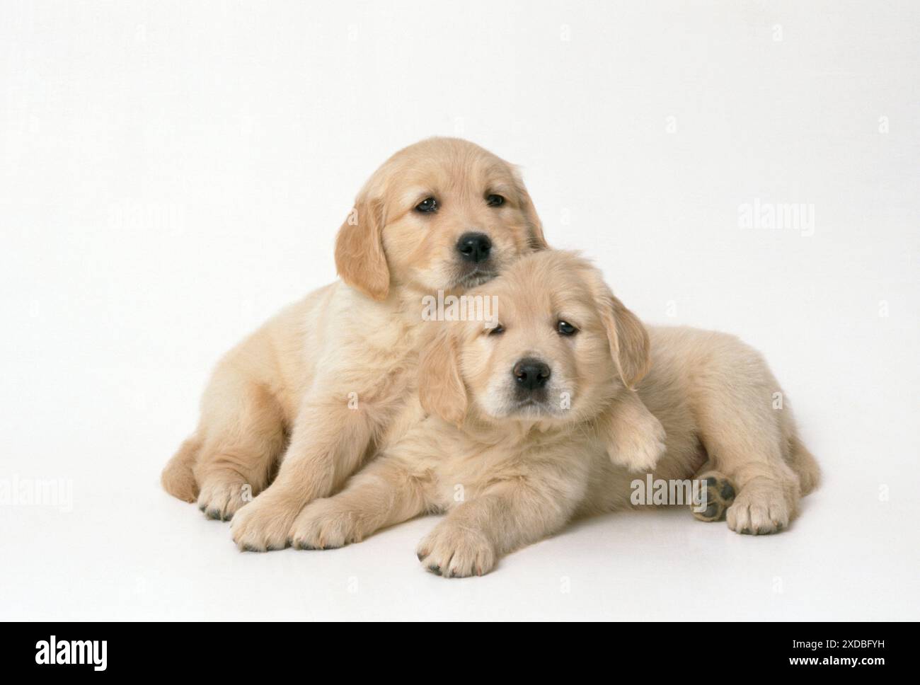 Golden Retriever Dog - x2 puppies 7 weeks old Stock Photo - Alamy