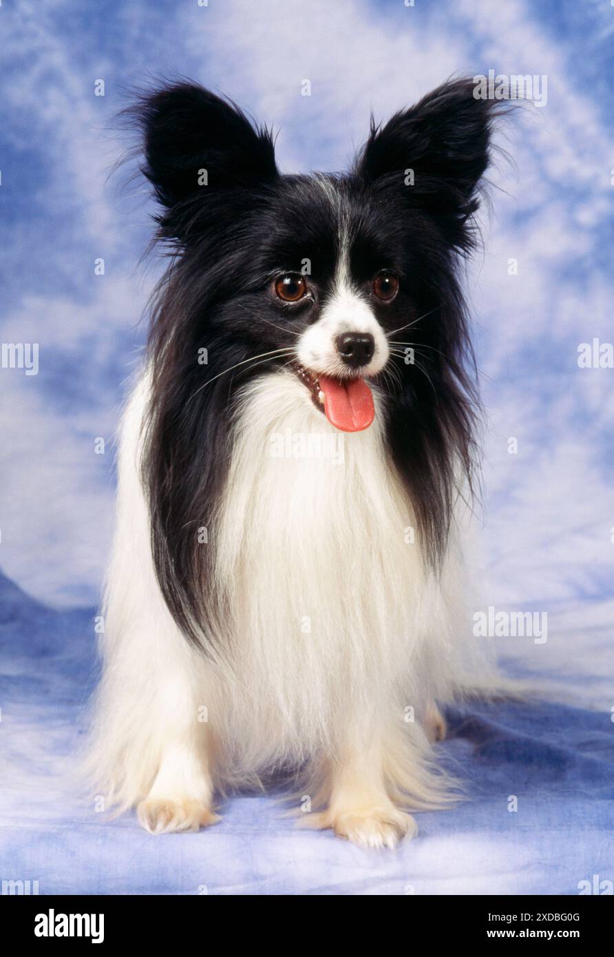 Papillon dog hi-res stock photography and images - Alamy